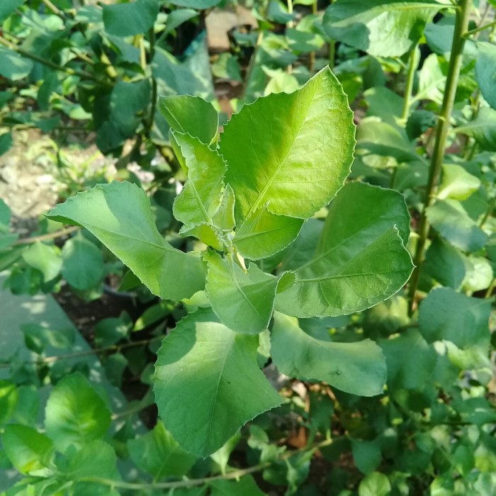 Jual Daun Beluntas Daun Obat Bluntas - Kota Bekasi - PEKAYON ONLINE ...