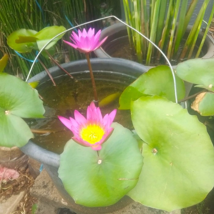 Jual tanaman teratai ( lotus air ) - Kab. Bogor - bimaquatic | Tokopedia