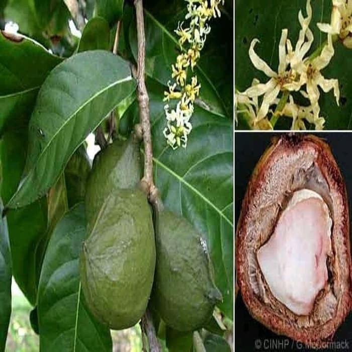 Jual Buah Gayam - Kab. Bandung - Tani Hub | Tokopedia