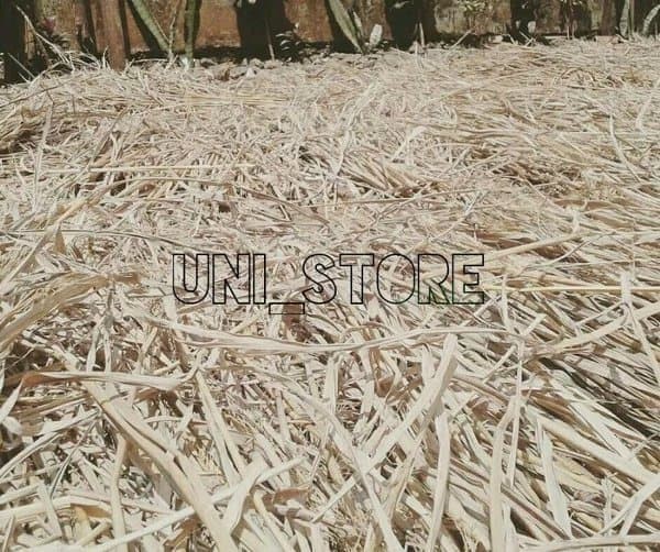 Jual Jerami Padi untuk media tanam tanaman - Kab. Bandung - Tani Hub ...