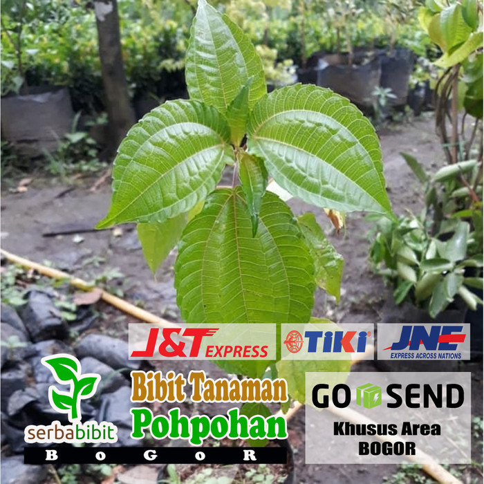 Jual Bibit Daun Pohpohan - Kab. Bogor - Serbabibit | Tokopedia