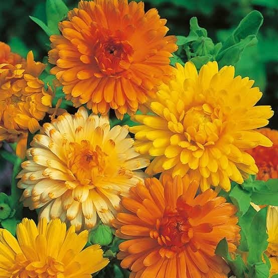 Rangkuman Contoh Gambar Bunga Calendula yang Wajib Diketahui ...