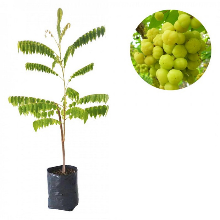 Jual Tanaman Buah Ceremai Cermai Cermei Phyllanthus acidus Bibit ...