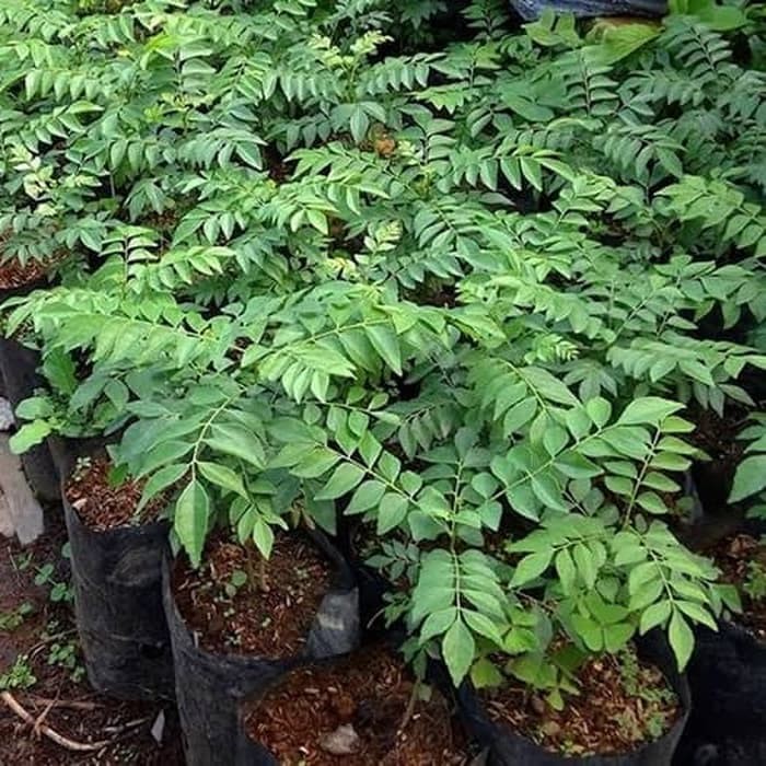 Tanaman Daun kare atau Salam Koja | Lazada Indonesia