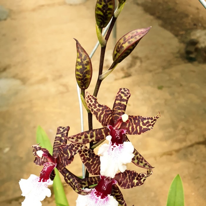 Jual Anggrek oncidium Massai White - Kab. Bandung Barat - hana orchid ...