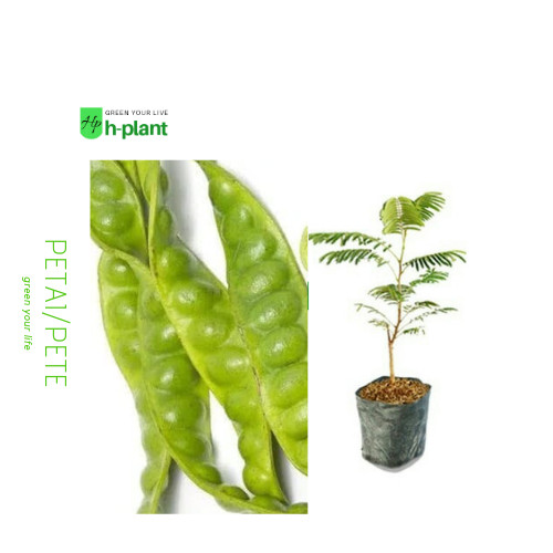 Jual bibit pohon petai hasil okulasi/bibit pete unggul cepat berbuah ...