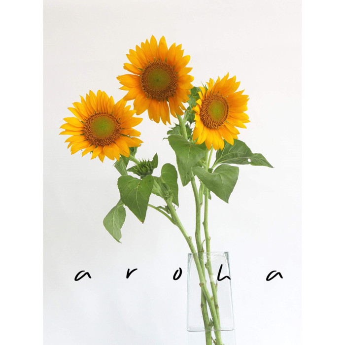 Beginilah Gambar Bunga Matahari Satu Tangkai yang Lagi Viral ...