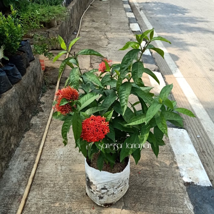 Jual tanaman hias soka / bunga soka holand - Jakarta Utara - SANGGAR ...