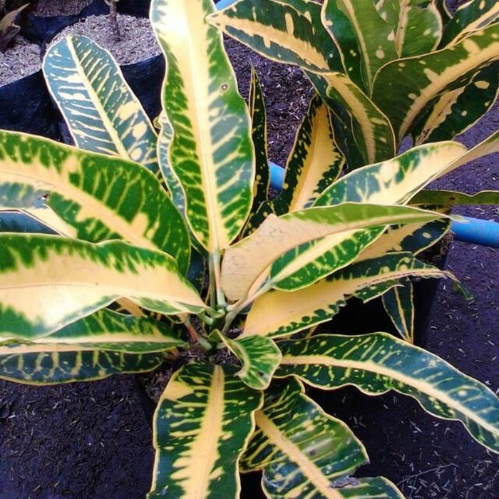 Begini 14+ Tanaman Bunga Puring Terbaru - Informasi Seputar Tanaman Hias