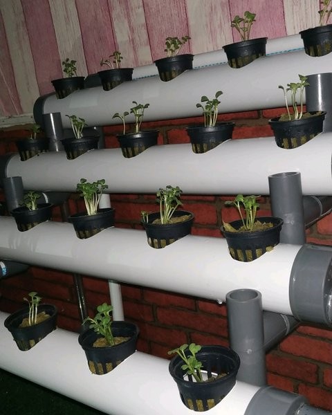 Jual Peralatan Hydroponik - Kit Hidroponik 72 Hole - Jakarta Pusat ...