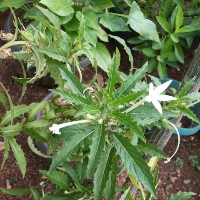 Jual Tanaman Bunga Kitolod Tanaman Obat Mata Kembang Katarak Kota ...