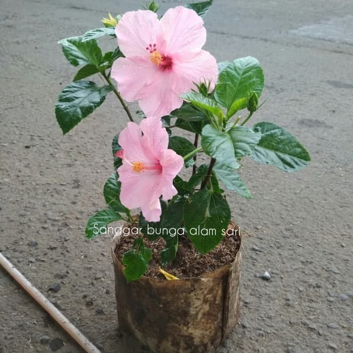 34+ Gambar Bunga Sepatu Pink yang Lagi Ngetrend - Informasi Seputar ...