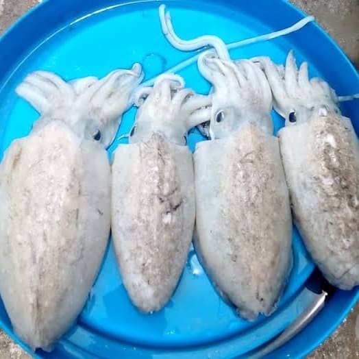 Jual Cumi sotong fresh segar - Kota Tangerang - onel_shop | Tokopedia