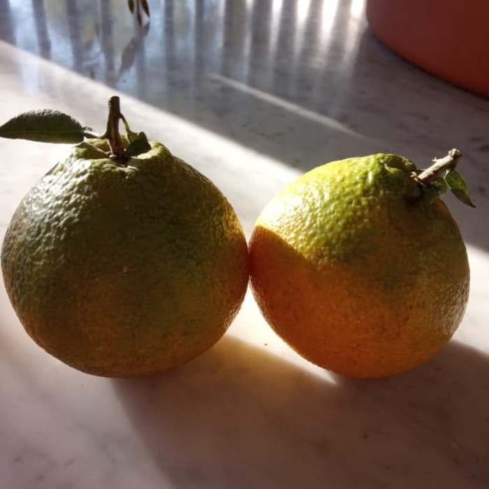 Jual Buah Jeruk Dekopon Tanpa Biji Kab Bandung Aulia Siva Store Tokopedia