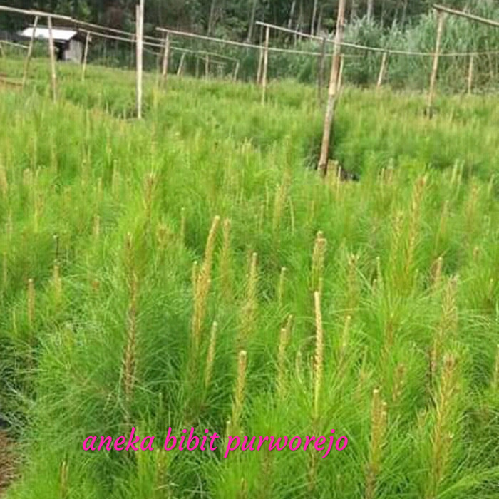 Jual bibit pinus investasi perkebunan - Kab. Purworejo - aneka bibit ...