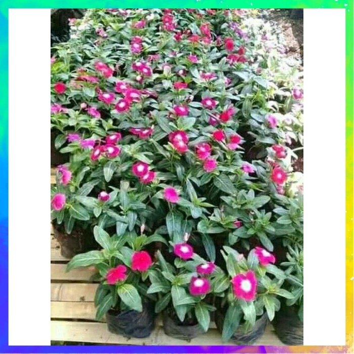 Kumpulan 38+ Tanaman Bunga Bintang Super Keren - Informasi Seputar ...