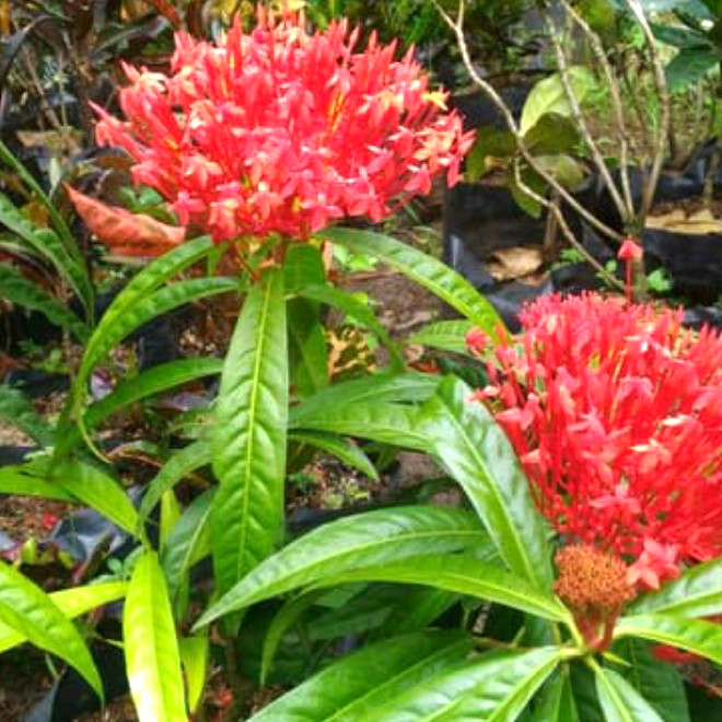 Begini Gambar Bunga Asoka Jepang yang Wajib Disimak! - Informasi ...