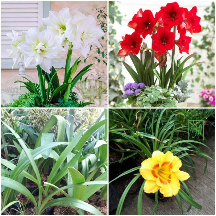 Jual Tanaman bunga Amaryllis Lily bangkok kuning merah putih - Kota ...
