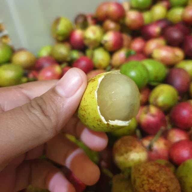 Jual Bibit buah matoa merah super - Kota Kediri - PUSAT GROSIR BIBIT ...