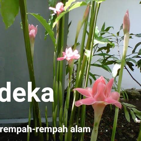 11+ Contoh Gambar Bunga Kecombrang yang Wajib Diketahui - Informasi ...