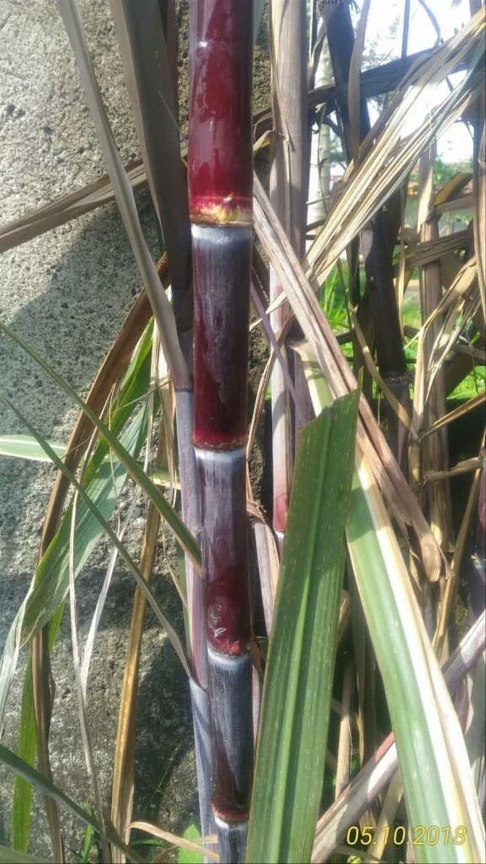 47+ Gambar Tanaman Tebu Terpopuler - Informasi Seputar Tanaman Hias