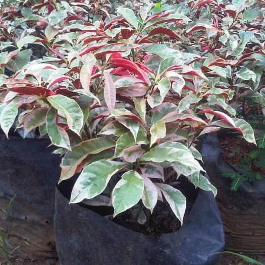 Jual pohon sampang dara / sambang darah - Kab. Bogor - taman bugenvil ...
