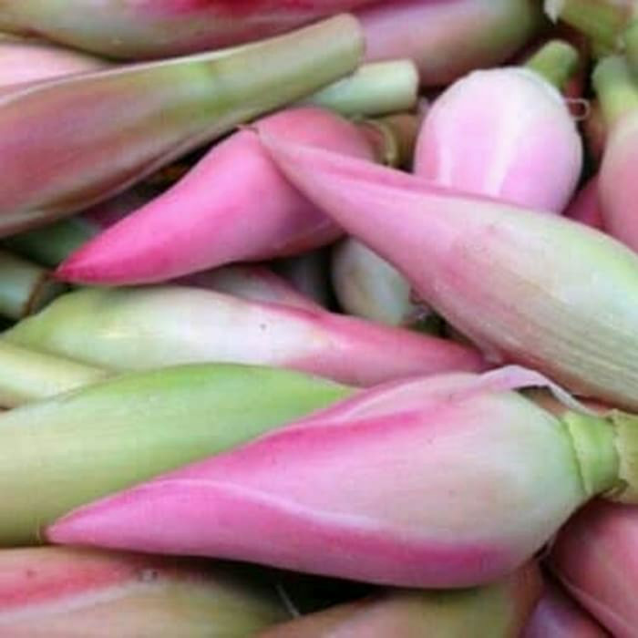 Jual bu ga kecombrang atau combrang - Jakarta Selatan - HERBAL JAKSEL ...