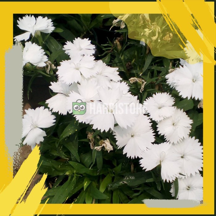 Kumpulan 22+ Tanaman Hias Bunga Anyelir Populer - Informasi Seputar ...