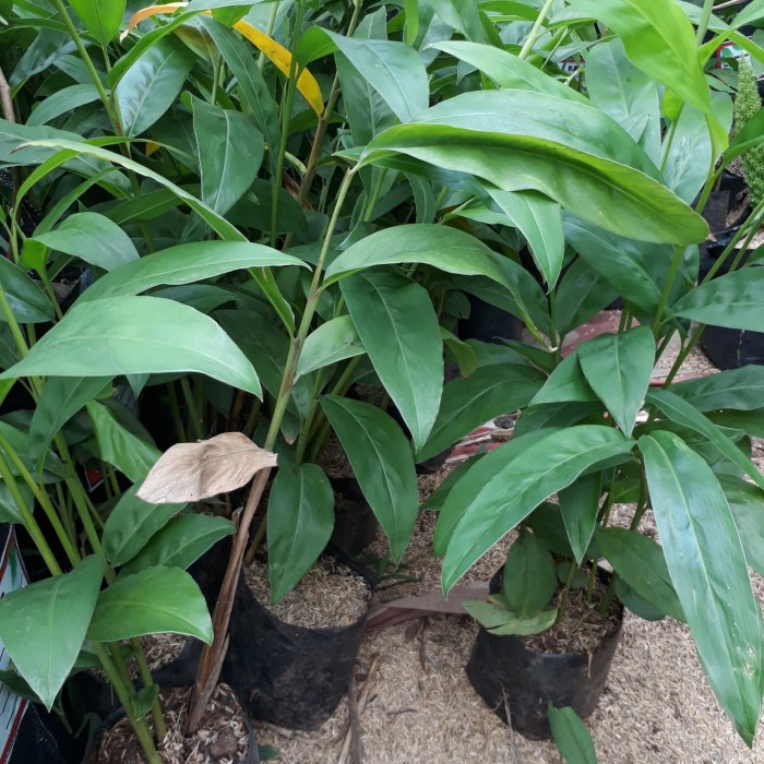 Jual Bibit Lengkuas Bibit Lengkoas Pohon Lengkuas Rimpang Lengkuas ...