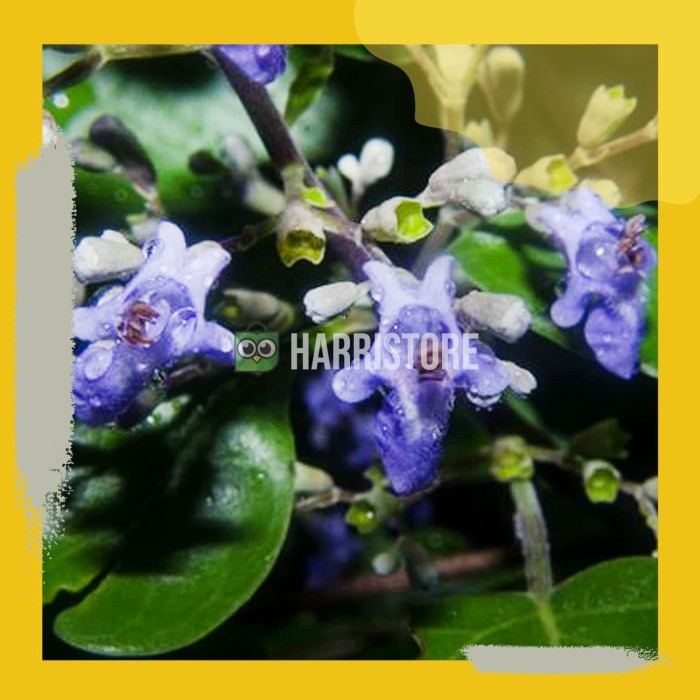 Jual Bibit Tanaman Legundi tanaman obat legundi - Kota Malang ...
