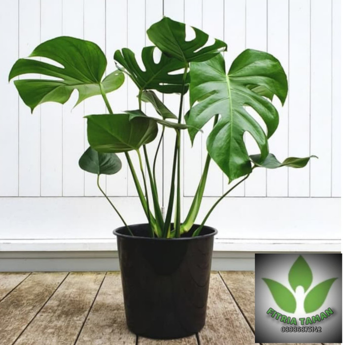Jual Pohon Monstera Deliciosa - Tanaman Hias Indoor Monstera Deliciosa ...