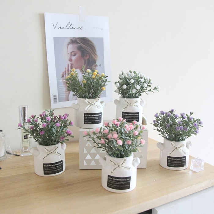 Kumpulan 38+ Tanaman Bunga Bintang Super Keren - Informasi Seputar ...