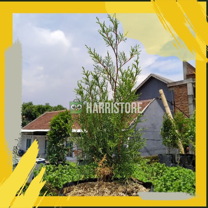 Jual Tanaman Cemara Wangi / Cemara rentes rintis wangi harum semerbak ...