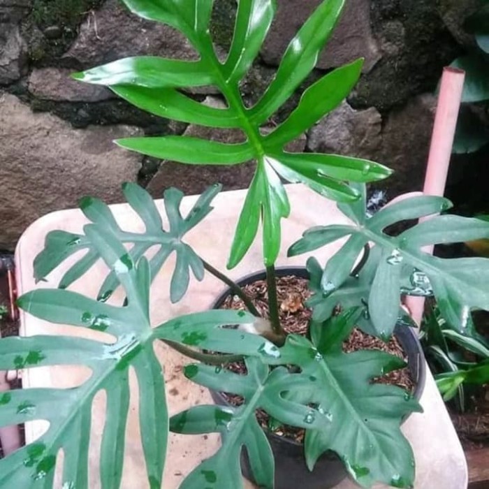 Jual tanaman hias philo mayoi - philodendron mayoi - Kab. Bogor - bibit ...