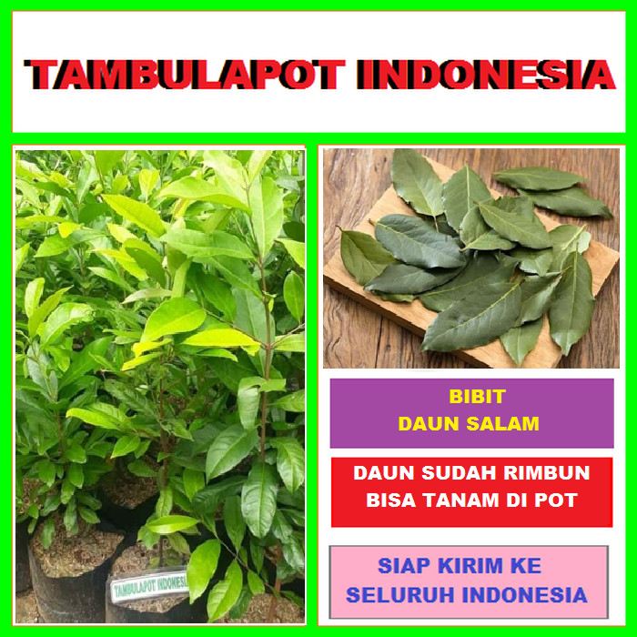 Jual Bibit Tanaman Salam Daun Salam Bumbu Masak Menurunkan Darah Tinggi ...