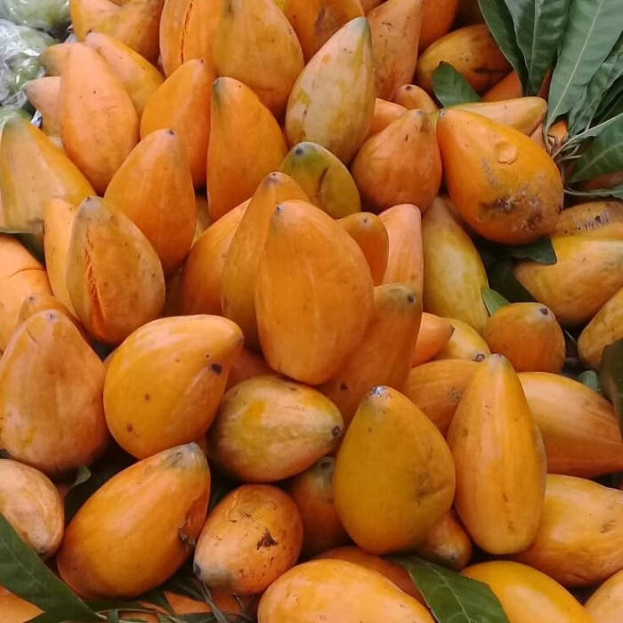 Jual SAWO MENTEGA/ALKESA 1 KG - Jakarta Selatan - Keanu Fruits | Tokopedia