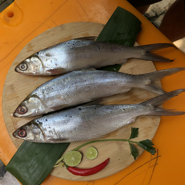 Jual ikan bandeng segar 500gr - Kota Tangerang Selatan ...