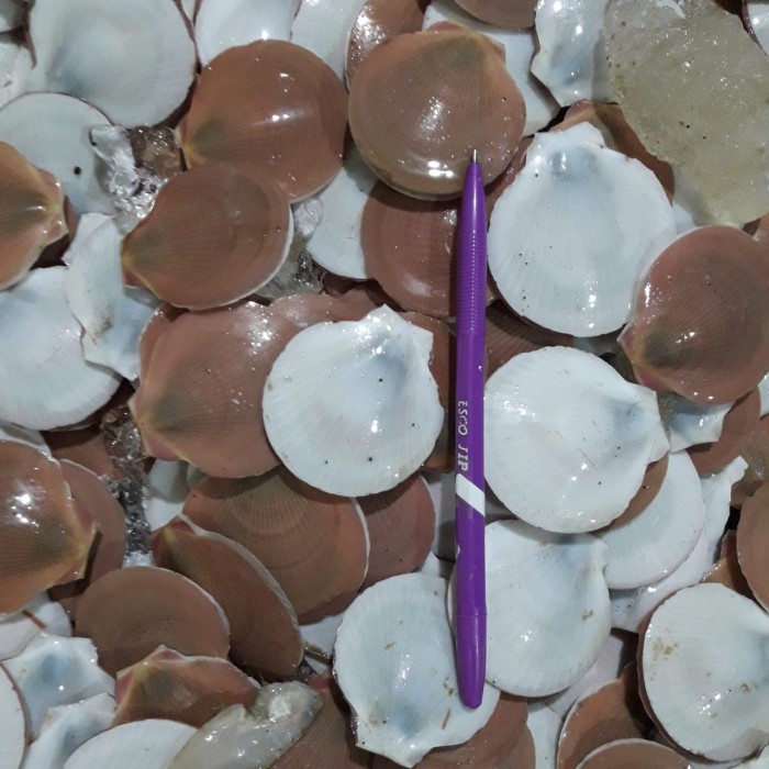Jual Kerang simping utuh - Kota Tangerang - LUCKY seafood | Tokopedia