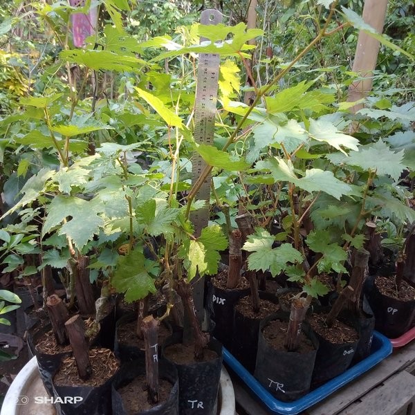 Jual Bibit Anggur Transfiguration - Anggur Impor genjah dan adaptif ...