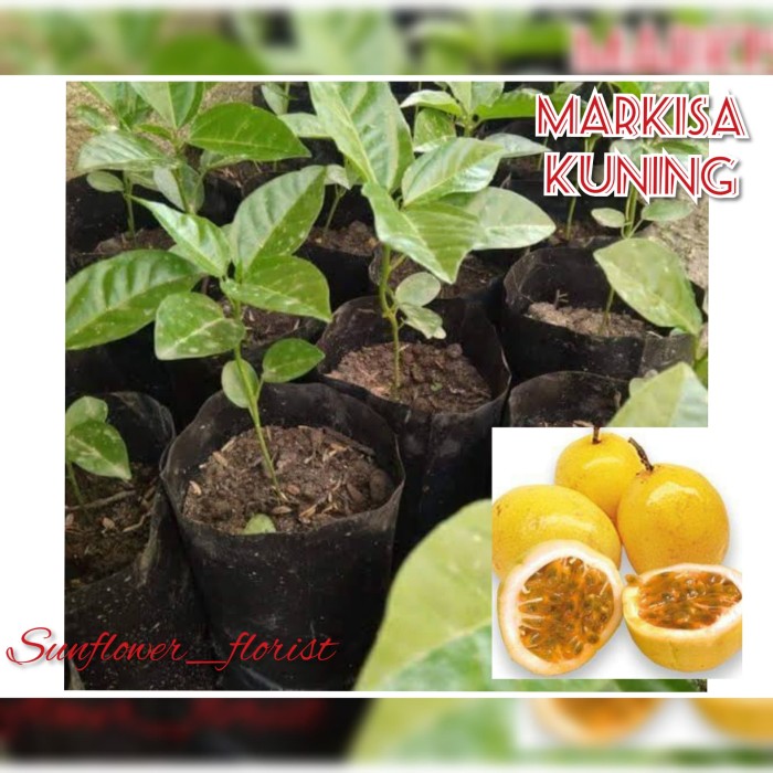 Jual Bibit Buah Markisa Kuning - Kota Batu - Sunflower_florist | Tokopedia