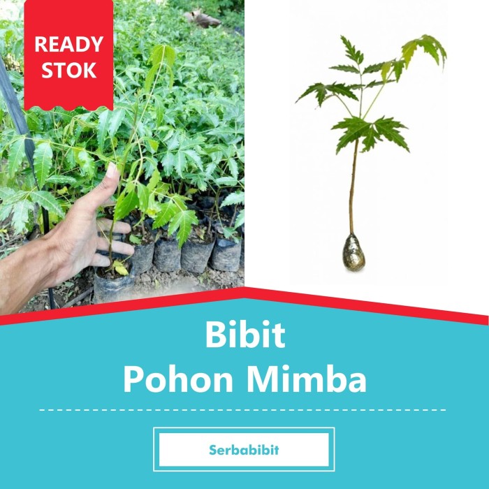 Jual Bibit Pohon Mimba Tanaman Peneduh Azadirachta Indica - Kab. Bogor ...