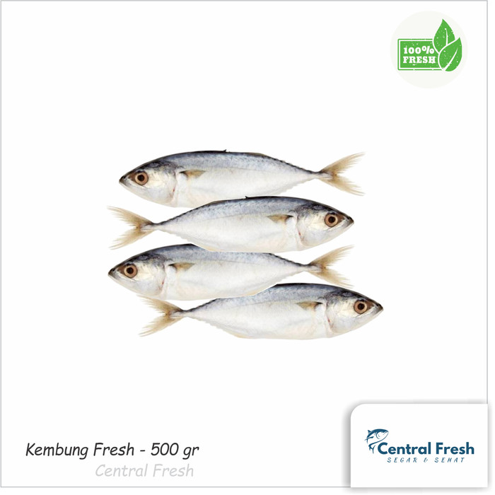 Jual Ikan Kembung Fresh - 500 gram - Kota Tangerang Selatan - Central ...