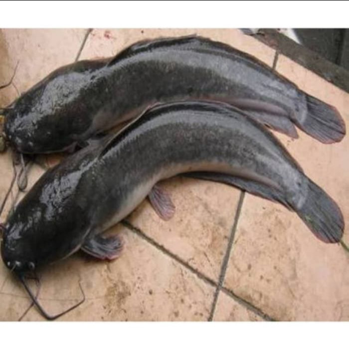 Jual ikan lele segar - Jakarta Selatan - WARISAN MINTUO | Tokopedia