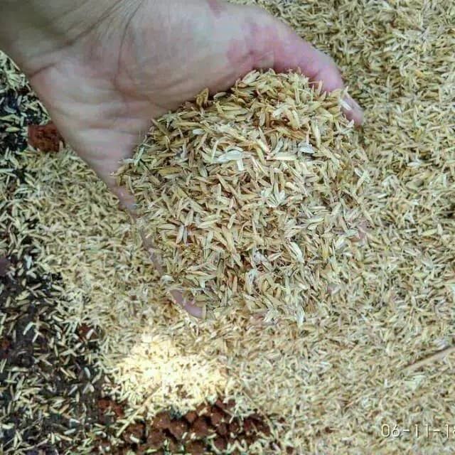 Jual media tanam sekam padi/sekam murni 500gram - Kab. Bogor - subbar ...