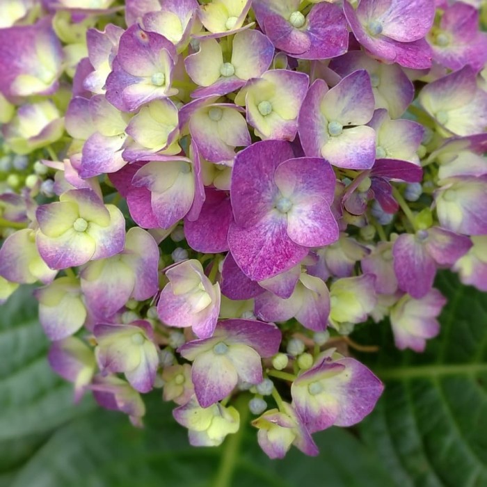 Beginilah 29+ Tanaman Bunga Panca Warna yang Wajib Diketahui ...