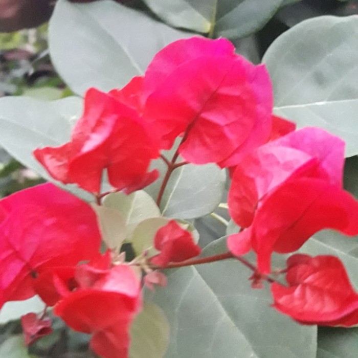 Jual Batang Bugenvil Bunga Merah Fanta Kab Magelang Amira Home