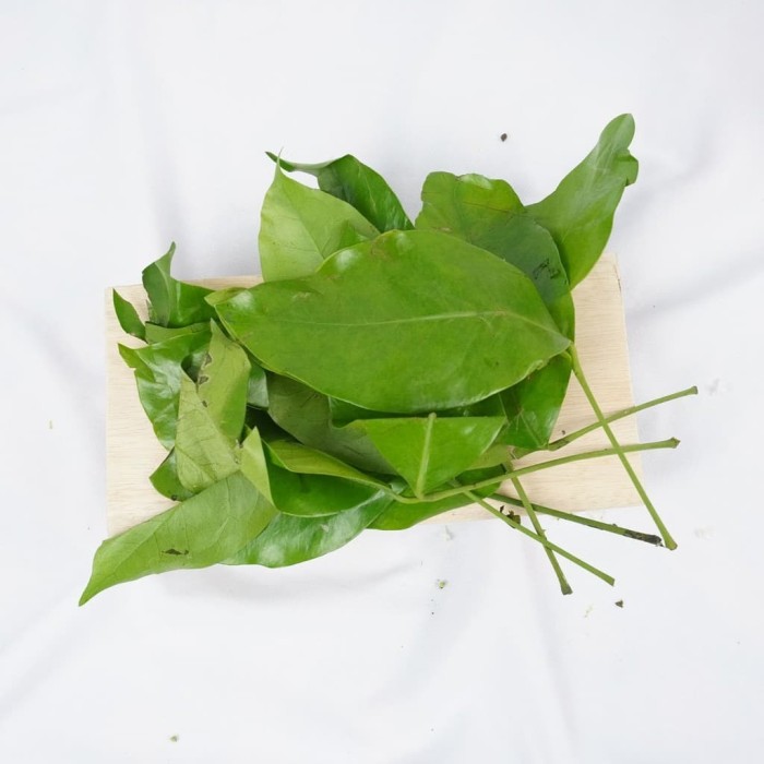 Jual Daun Melinjo / Gnetum Gnemon per 500 gram - Jakarta Pusat - Alicia ...