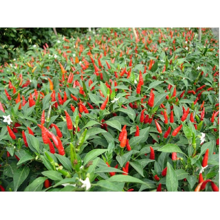 Jual 100 Biji - Benih Cabai Rawit BARA - Bibit Cabe Rawit Hijau ke ...