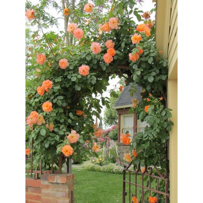 Jual Tanaman Bunga Mawar Rambat Orange (Orange Climbing Rose) - Kota ...