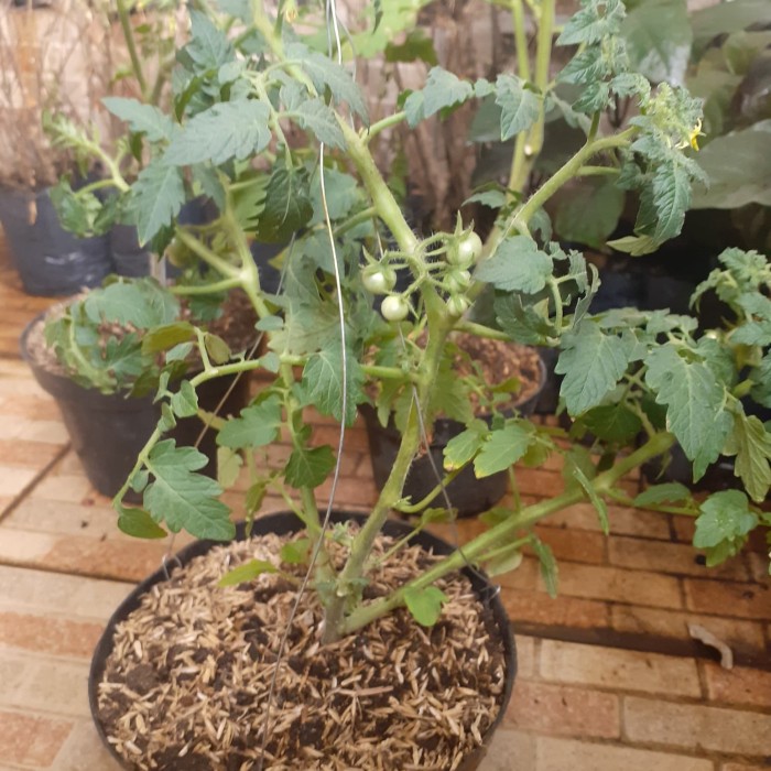 Jual Tanaman Tomat Cherry berbuah beserta pot - Jakarta Barat ...